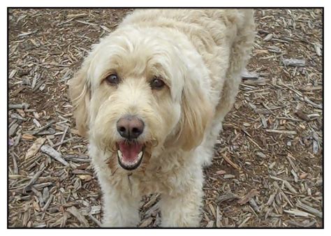 Goldendoodle Goldendoodle Giantschnauzer Flickr