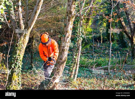 Man Cutting Tree Hi Res Stock Photography And Images Alamy