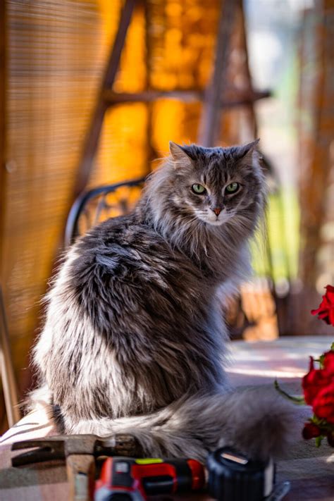 Elegant Grey Cat In Sunlit Serenity Wallpaper Background Free