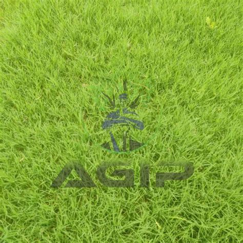 Natural Geen Role Yuma Bermuda Grass For Garden 5 Feet At ₹ 499sq