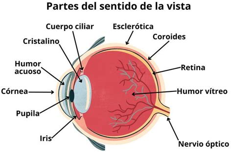 Vista Sentido Qué Es Partes Y Para Qué Sirve Las Partes Del Ojo