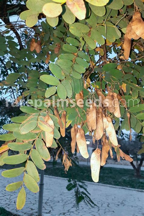 Tipuana Tipu Rosewood Pride Of Bolivia Buy Seeds At