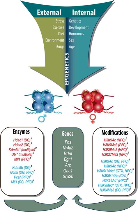 Examining The Contribution Of Histone Modification To Sex Differences In Learning And Memory Pmc