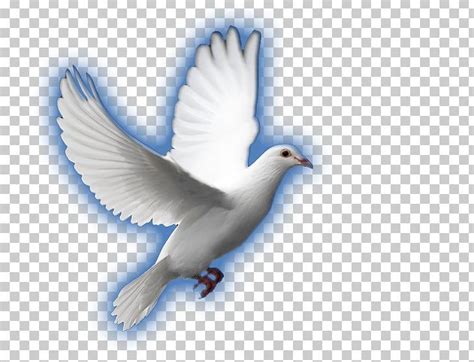 Kabutar Png Hd