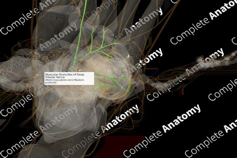Muscular Branches Of Deep Fibular Nerve Left Complete Anatomy