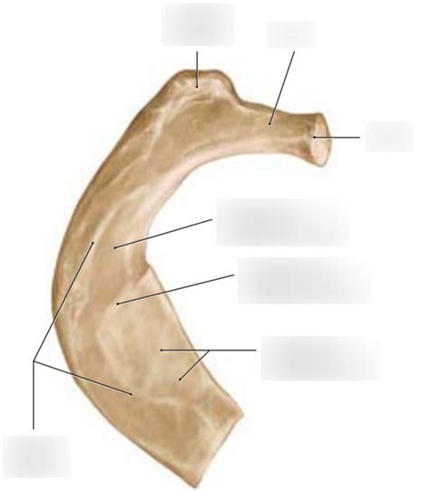 1st Rib Diagram Quizlet