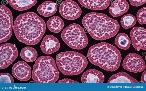Microscopic View Of A Cellular Structure Possibly A Tissue Sample Stock Illustration