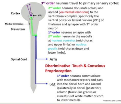 Neuroscience 3 Block 3 Lect 23 24 Wit Flashcards Quizlet