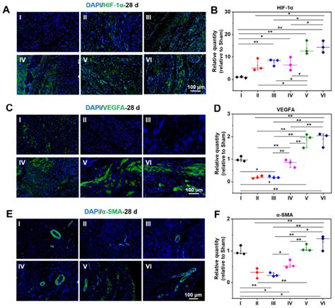 Protein Expression Level Of Hif 1α A B Vegfa C D And α Sma E