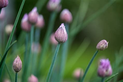 Chives The Grass Leeks Rushes Free Photo On Pixabay Pixabay