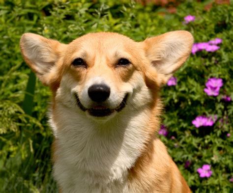 Pembroke Welsh Corgi Razas Perros Mascotas