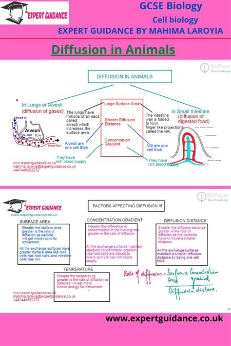 Diffusion In Animals Gcse Biology Cell Biology Complete Revision