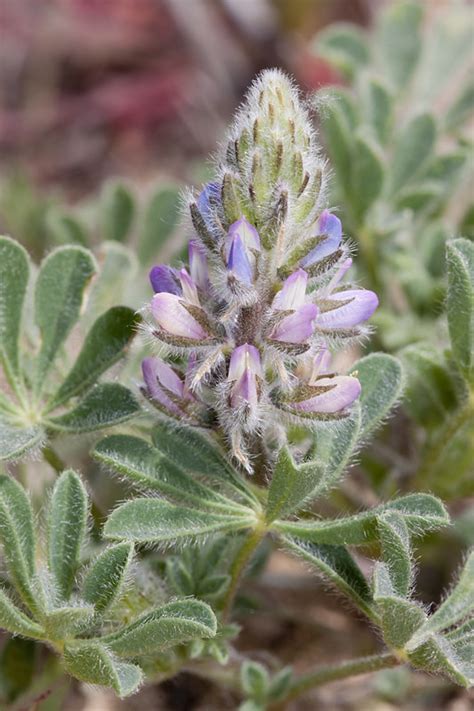 Lupinus Nipomensis