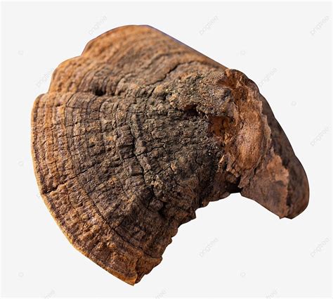 Phellinus Igniarius Traditional Chinese Medicine Medicine And Food Homology Sanghuang Png