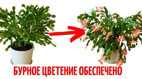 ЦВЕТОК ДЕКАБРИСТ/ПОДГОТОВКА К ЦВЕТЕНИЮ САМЫЙ ВАЖНЫЙ ЭТАП/ДЕКАБРИСТ ...