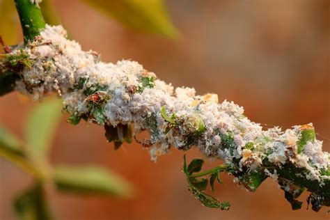 Invasive Mealybugs Hemiptera Image Eurekalert Science News Releases