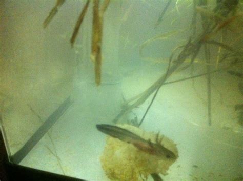 How Can You Tell Eastern Newt Larvae From Small Mouth Larvae Caudata Org Newts And
