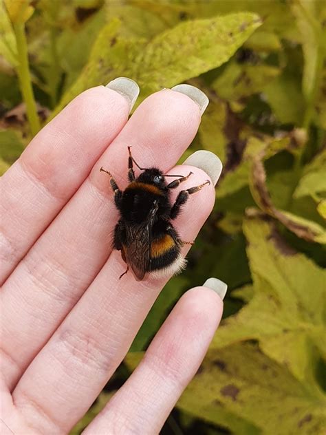 What Species Of Bumble Bee Is This Size Made Me Think It Might Be A