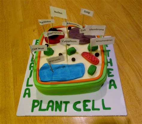 Cell Model Science Project