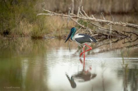Unitywater On Linkedin Worldanimalday Unitywater On Linkedin Worldanimalday