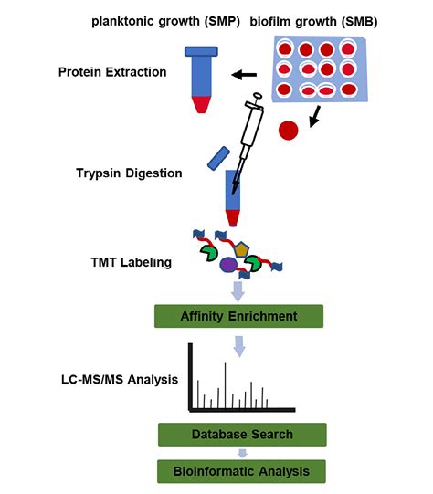 文献分享 乙酰化修饰蛋白组揭示了糖基转移酶乙酰化在变形链球菌生物膜形成中的作用 知乎