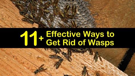 Effective Ways To Get Rid Of Wasps