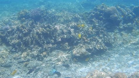 浅瀬に集まる魚たち YouTube
