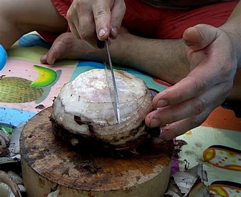 การผ่าหน่อกล้วย เกษตรตำบล ศูนย์รวมข้อมูลเกษตร พันธุ์ไม้ เมล็ดพันธุ์ ปุ๋ย เกษตรธรรมชาติ อัพเดด