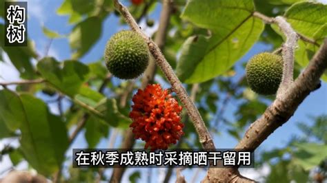 农村人人嫌弃的构树其实浑身是宝它的种子就是著名药材楮实子 自然 植物 好看视频