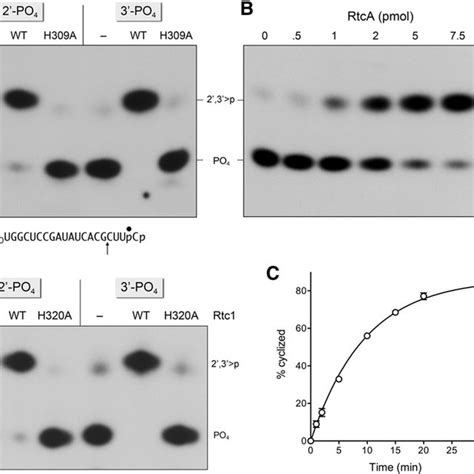 Bacterial Rtcba Operons And Pathway Options For Rtca In Rna Repair A Download Scientific
