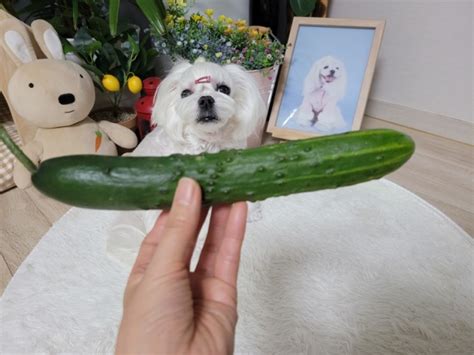 강아지 오이 먹어도 되나요 부작용 4가지 주의해야 할 점 네이버 블로그