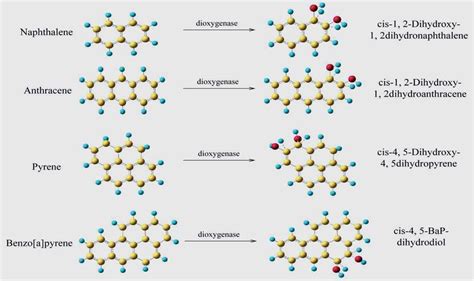 The Rate Limiting Step And Key Metabolic Enzyme Of The Degradation Download Scientific Diagram