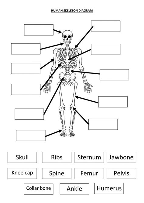 The Human Skeleton Worksheet Skeletal System Worksheet Gcse Skeleton