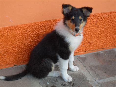 Dog Cute Hairy Free Image Download