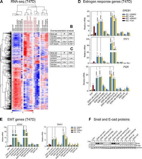 Transcriptional Reprogramming Differentiates Active From Inactive Esr1 Fusions In Endocrine