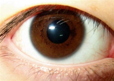 눈의 구조1 각막 공막 결막 홍채 동공 수정체 네이버 블로그