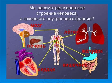 Строение человека урок окружающего мира Online Presentation