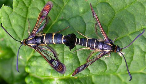Currant Clearwing Robinne Weiss