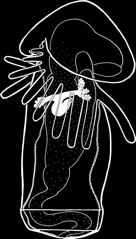 Structure And Position Of Protonephridia In Mature Phoronopsis Harmeri