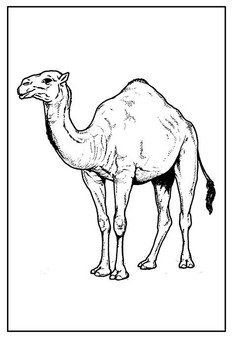 Desenhos De Camelo Para Colorir Bora Colorir