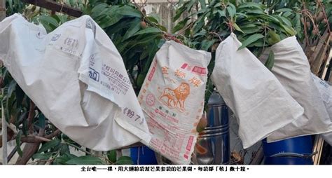芒果套袋用大麵粉袋 全台唯一 民生頭條
