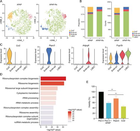 R Spondin 3 Rspo3 Positive Subpopulations Of Endothelial Cells Are Download Scientific