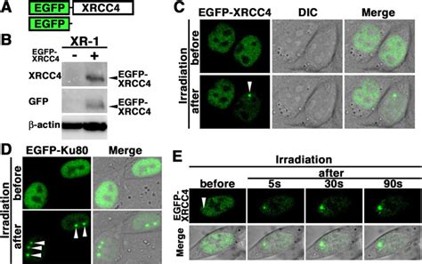 Functional Characterization Of Egfp Xrcc4 A Schematic Diagrams Of Download Scientific