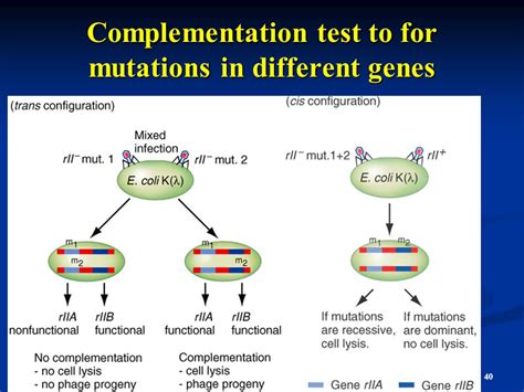 Anatomy And Function Of A Gene Ppt Video Online Download