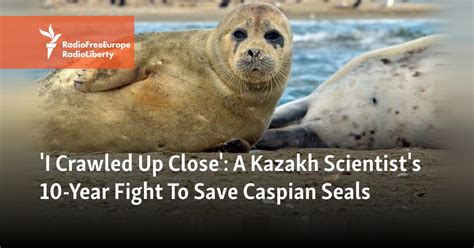 A Kazakh Scientists 10 Year Fight To Save Caspian Seals