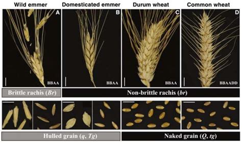 3 The Wheat Domestication Syndrome Wheat Spikes Showing A Brittle Download Scientific