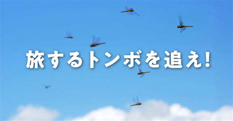 トンボ大調査｜nhkシチズンラボ