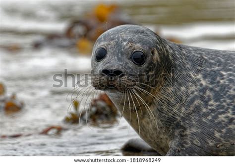 Juvenile Harbor Seal Photos And Images