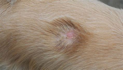 Is Puppy Dermatitis Contagious