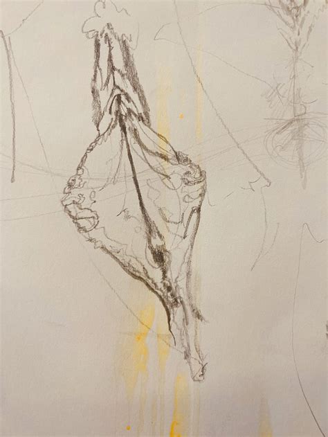 Vagina Sketch Carovago